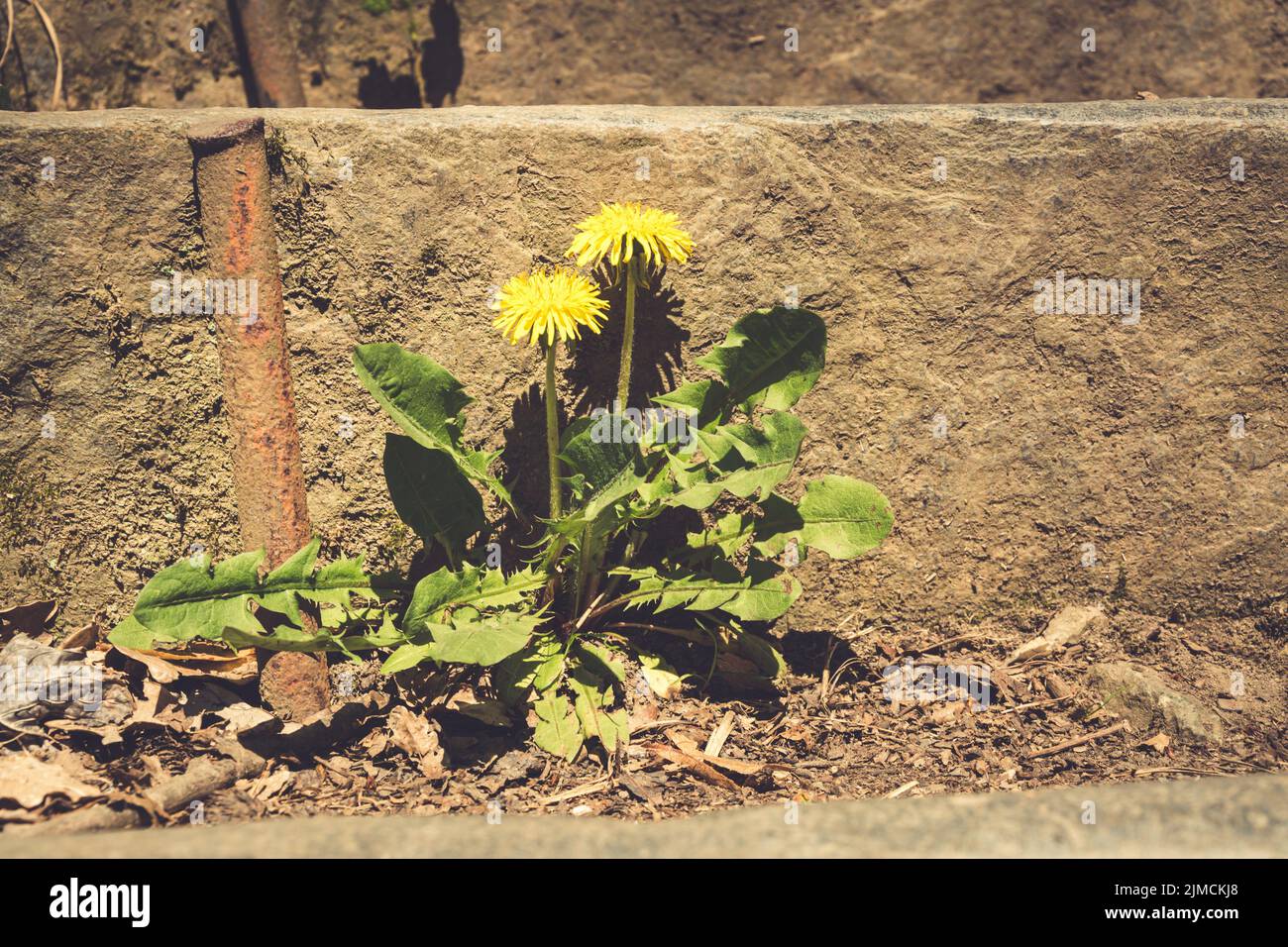 Two flowers growing hi-res stock photography and images - Alamy