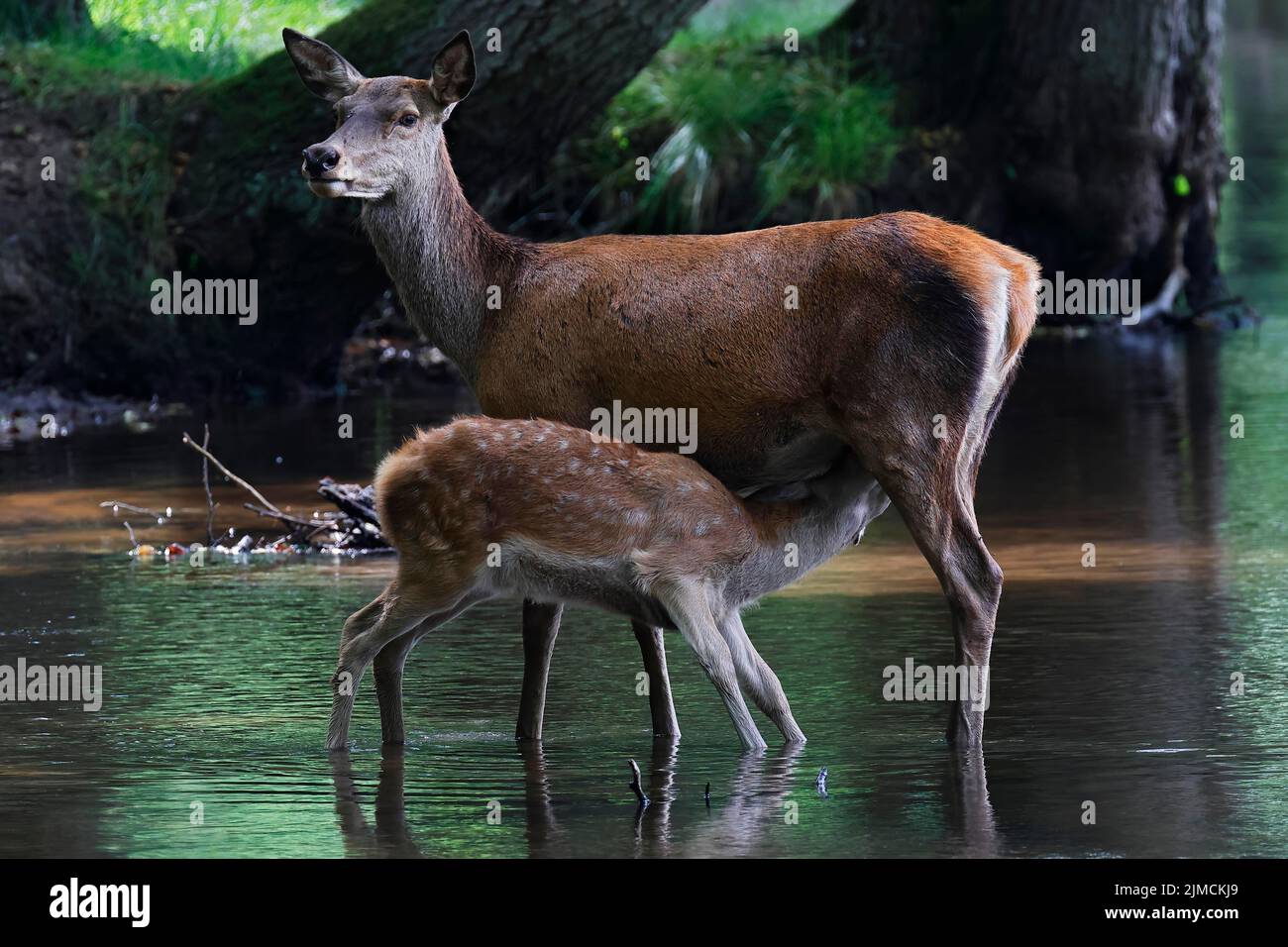 Red deer (Cervus elaphus), doe suckling her calf in the water, female ...