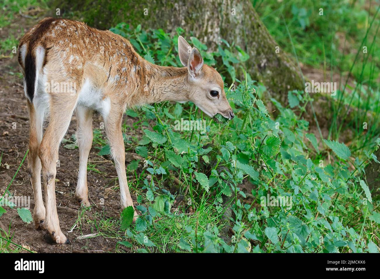 Fallow deer (Dama dama), calf eating leaf, female, animal child ...