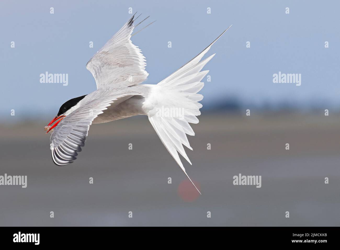Flying Arctic tern (Sterna paradisaea) with fish in its beak, North Sea ...