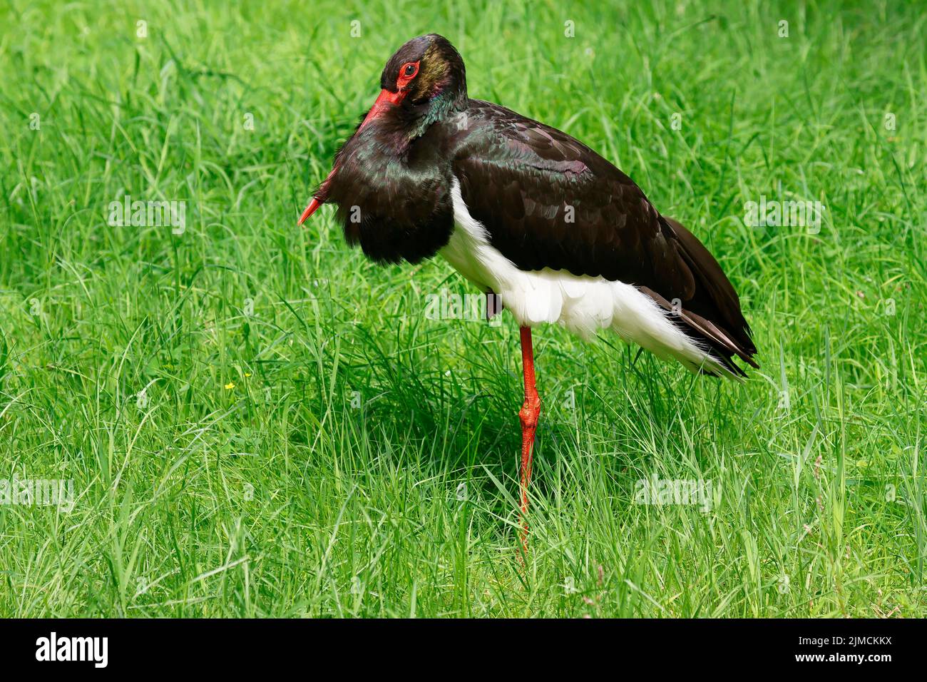 Black stork (Ciconia nigra) resting on one leg in a meadow, Schleswig ...