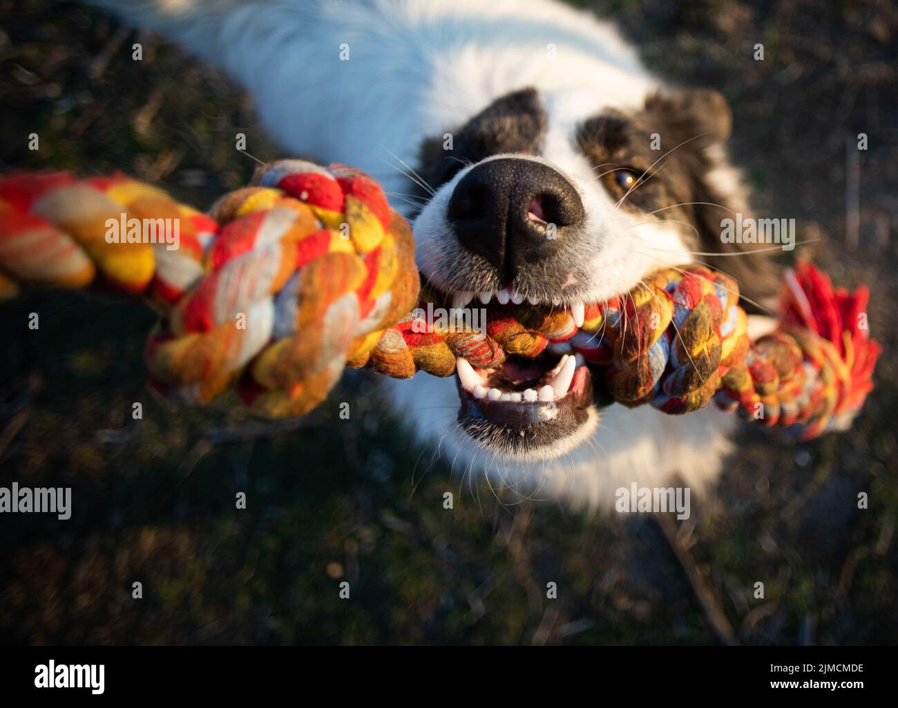 Friendly family playing dog hi-res stock photography and images - Alamy