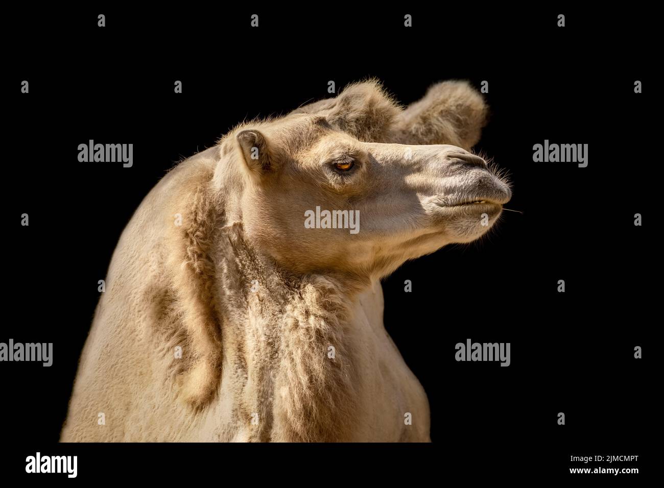 Portrait of Camel Stock Photo - Alamy