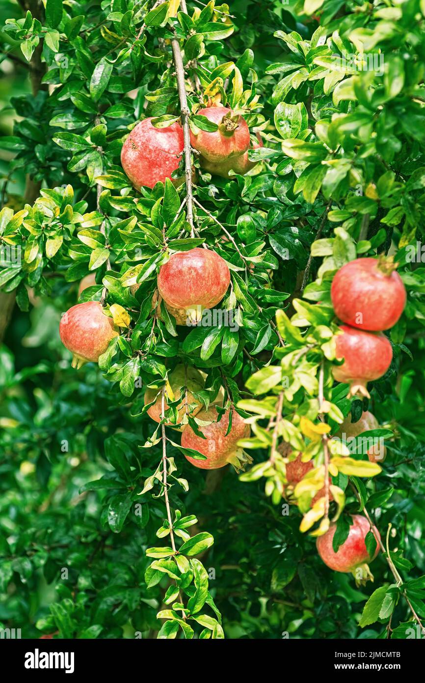 Mature Pomegranate Fruits Stock Photo - Alamy