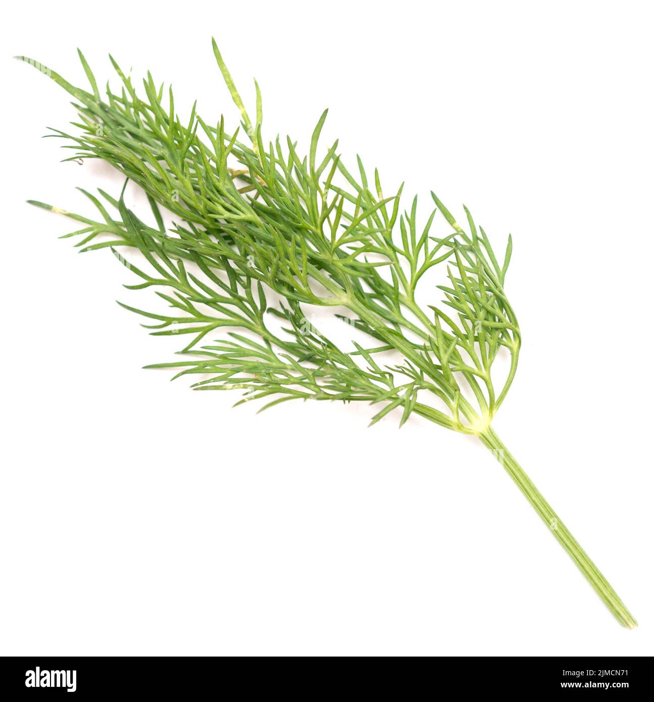 Dill on white Stock Photo - Alamy