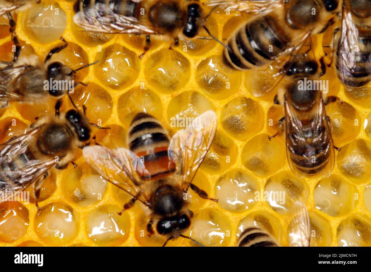 Bieneneier hi-res stock photography and images - Alamy