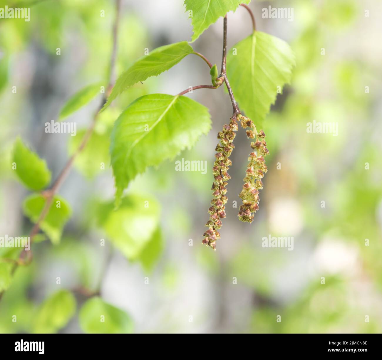 Birch bud hi-res stock photography and images - Alamy