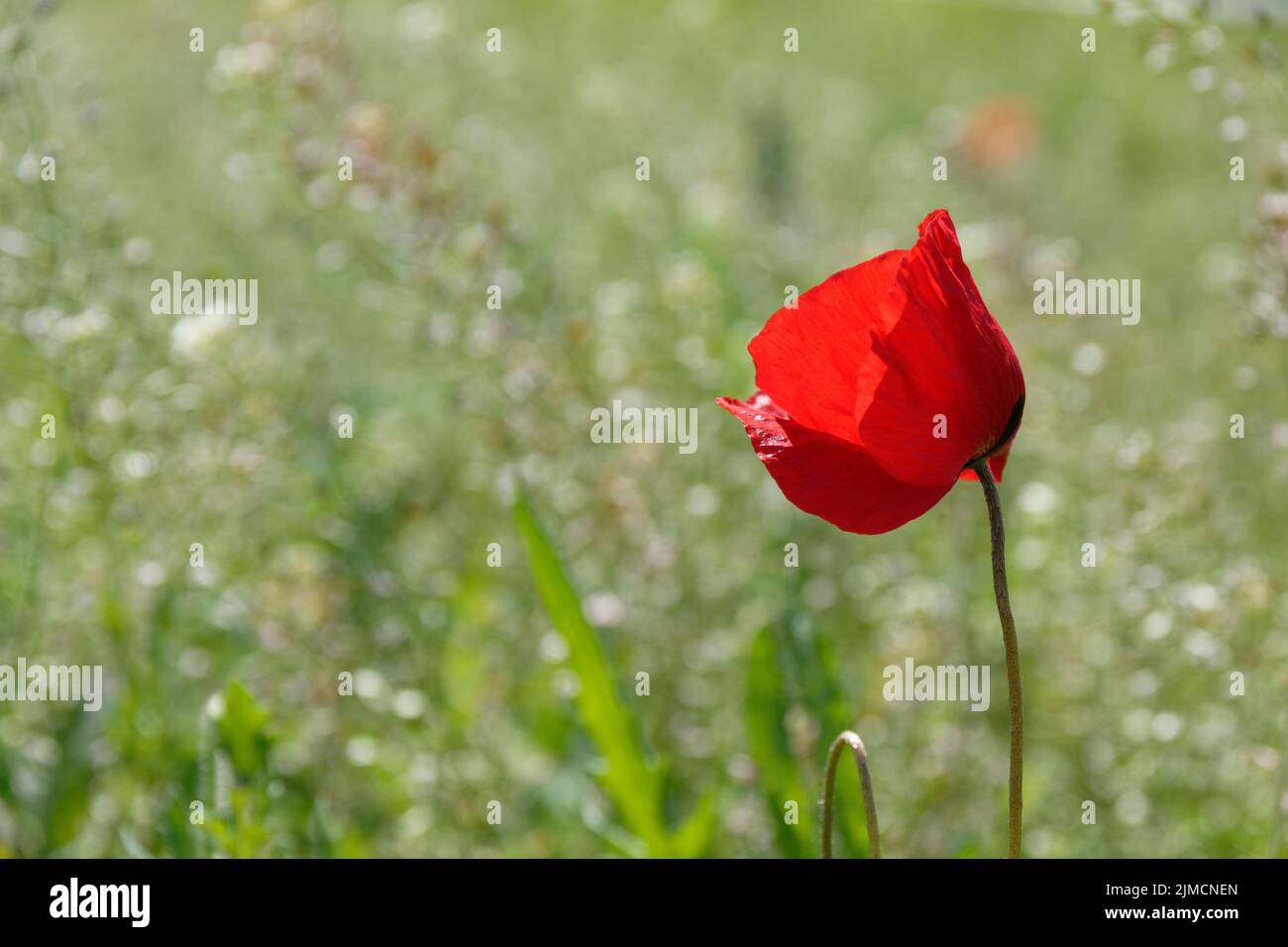 Single vivid red corn poppy growing in a field Stock Photo - Alamy