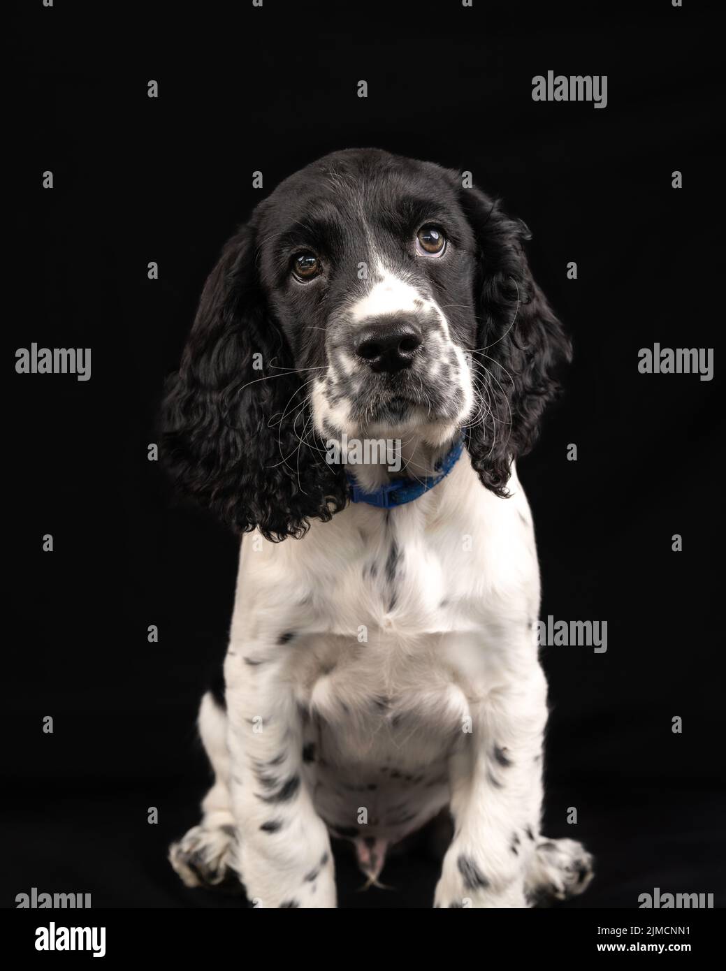a cute English Springer Spaniel puppy sitting down isolated on black ...