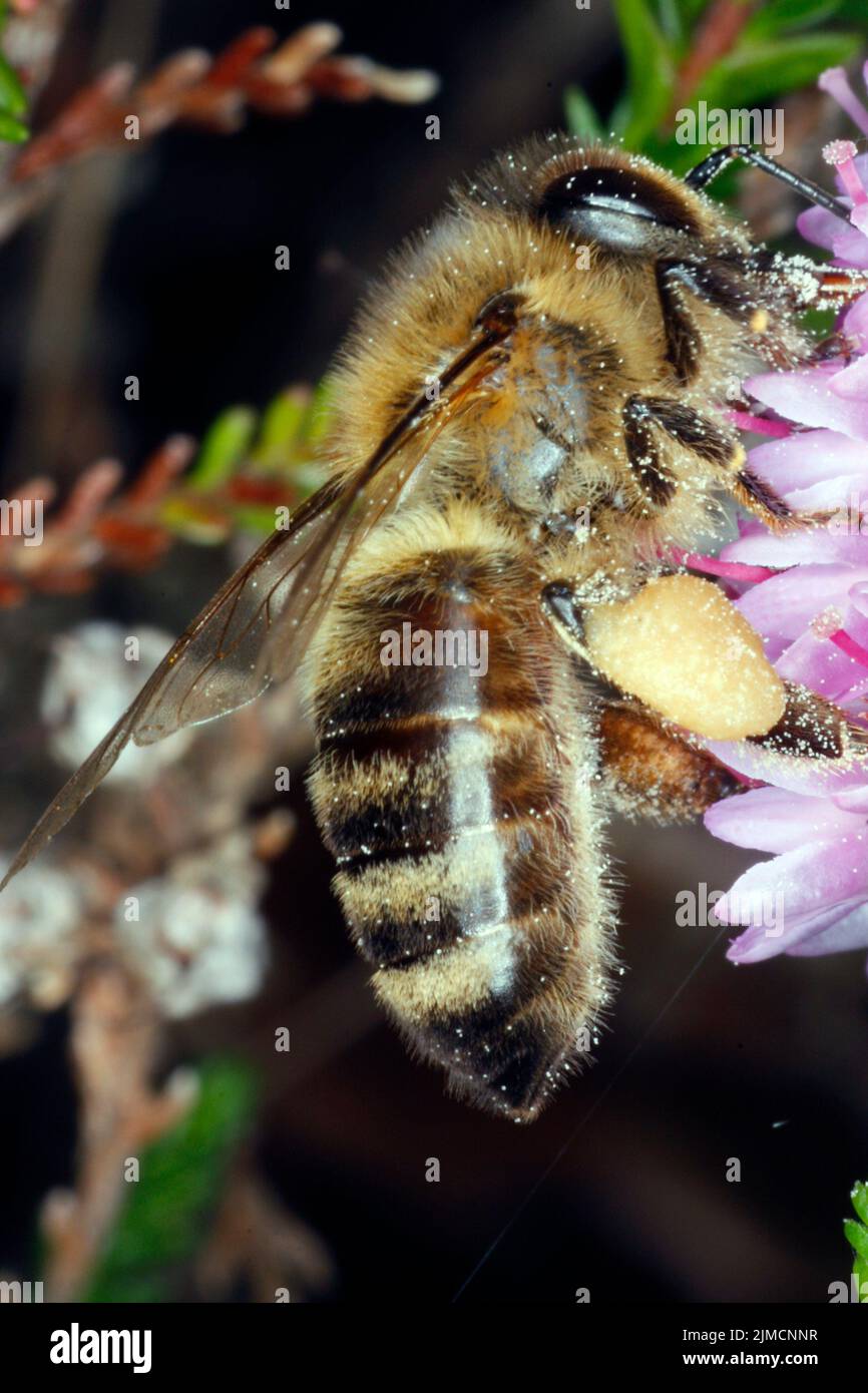 Bee, Honeybee, Heather, Caluna vulgaris, Germany, Europe Stock Photo ...