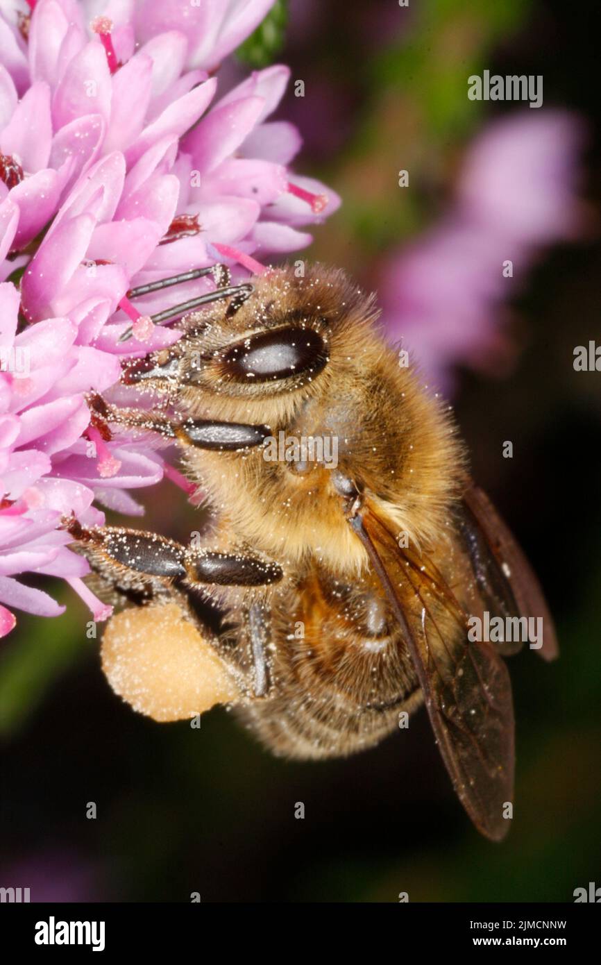 Bee, Honeybee, Heather, Caluna vulgaris, Germany, Europe Stock Photo ...