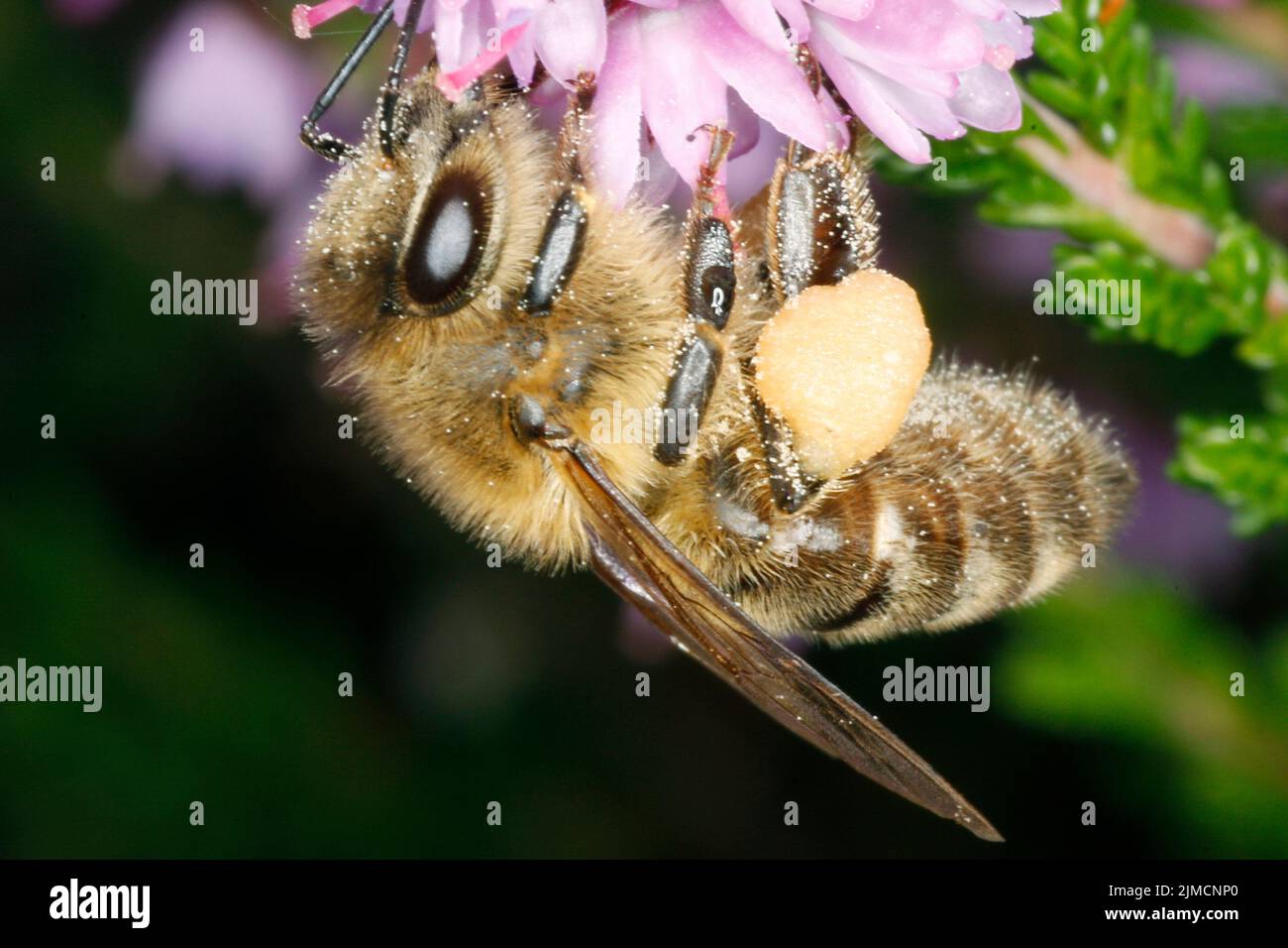 Heather and bee hi-res stock photography and images - Alamy
