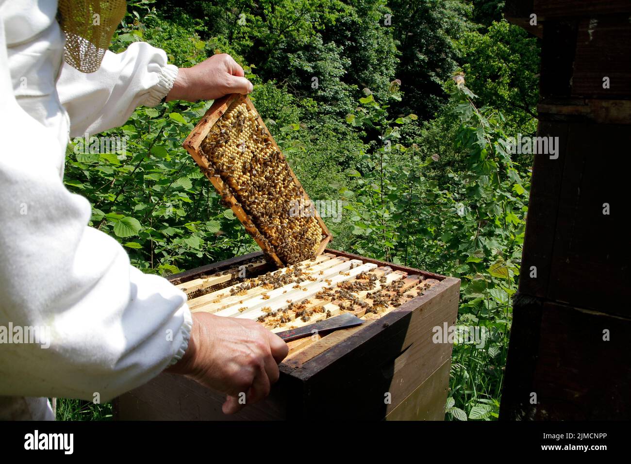 Drone, Bee, Drone comb, Drone brood Thueringen, Germany, Europe Stock ...