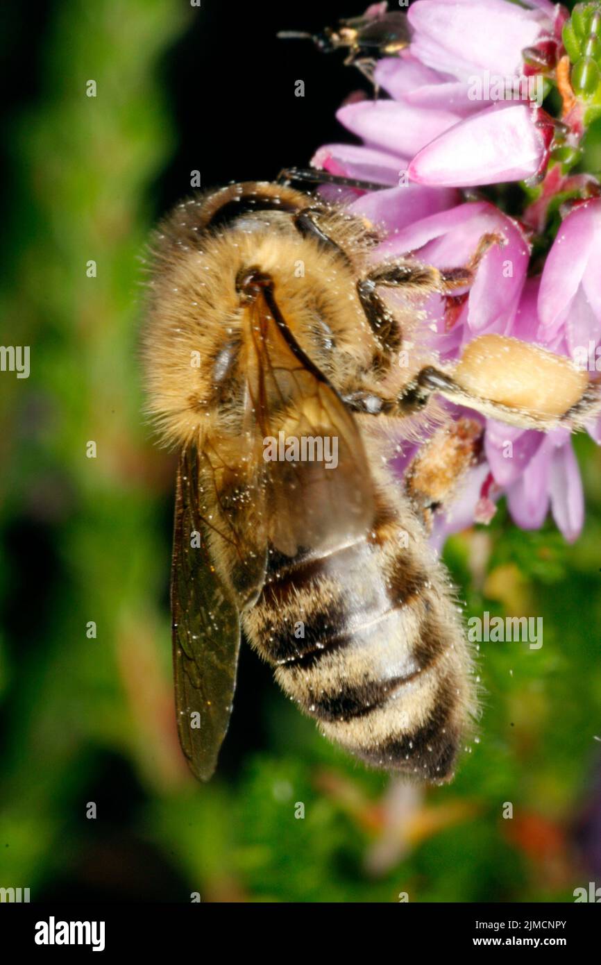 Heather and bee hi-res stock photography and images - Alamy