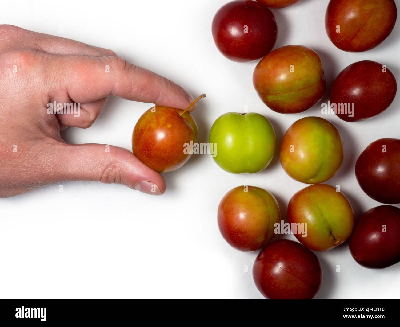Red and green fruits in hand. Cherry plum at different stages of ...