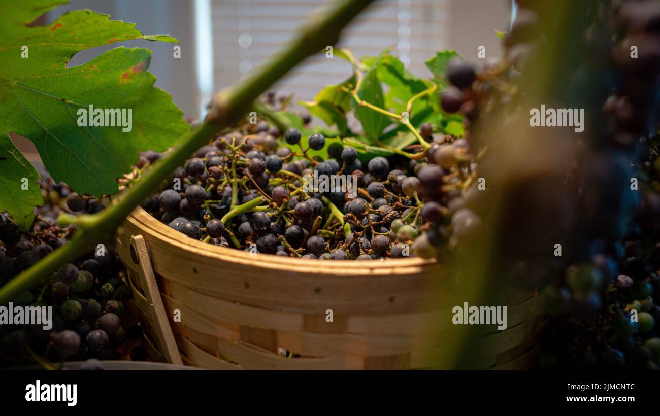Pretty shots of grapes in a basket Stock Photo - Alamy