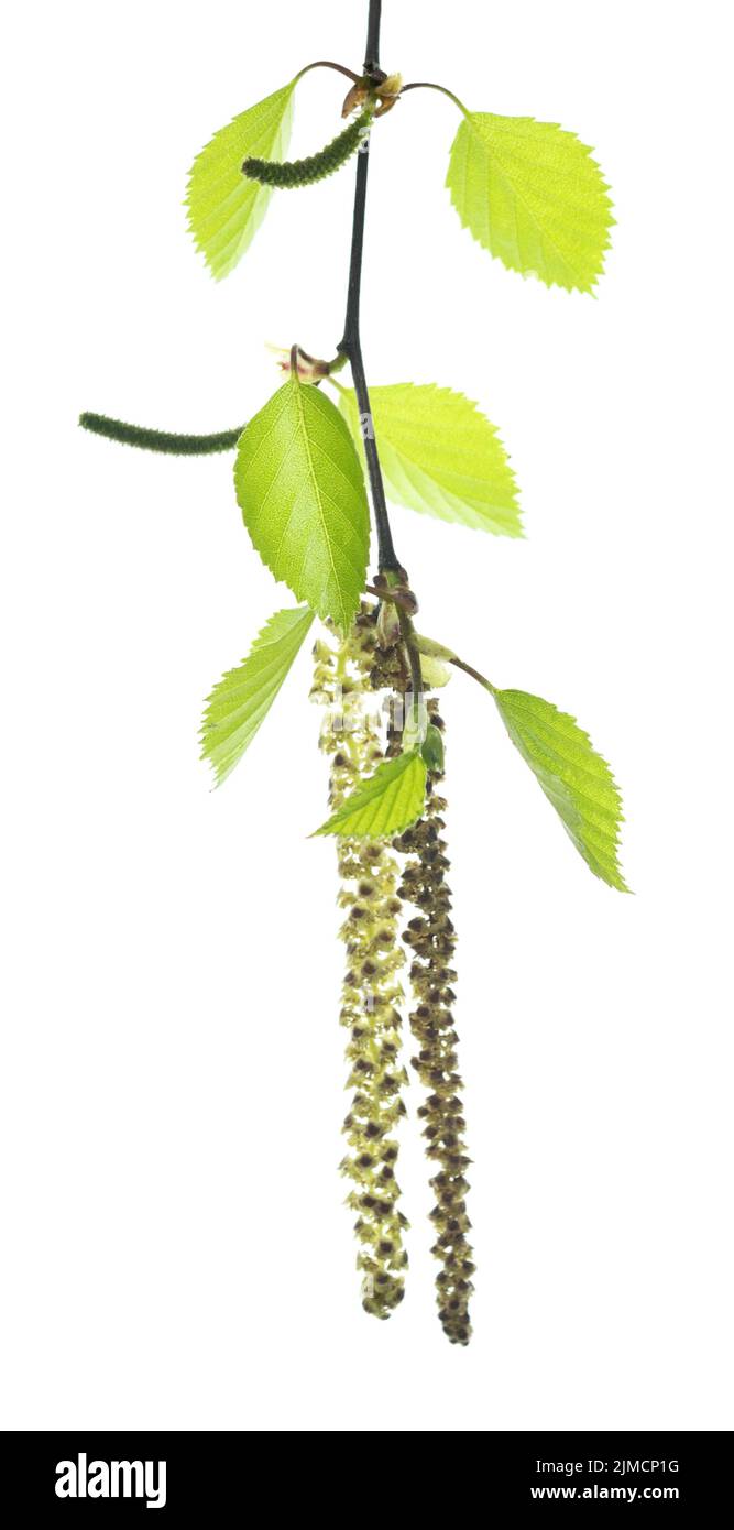 Birch buds hi-res stock photography and images - Alamy