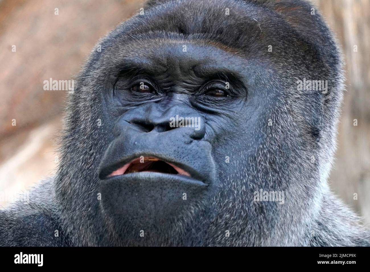 Western western gorilla (Gorilla gorilla) silverback, animal portrait ...