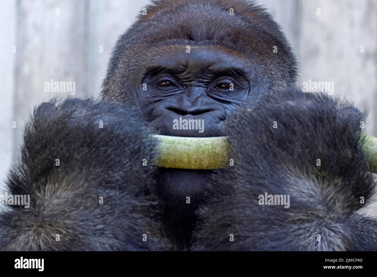 Western western gorilla (Gorilla gorilla) silverback, animal portrait ...