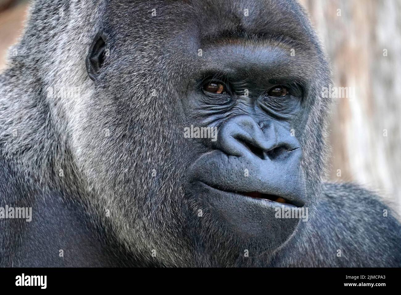 Western western gorilla (Gorilla gorilla) silverback, animal portrait ...
