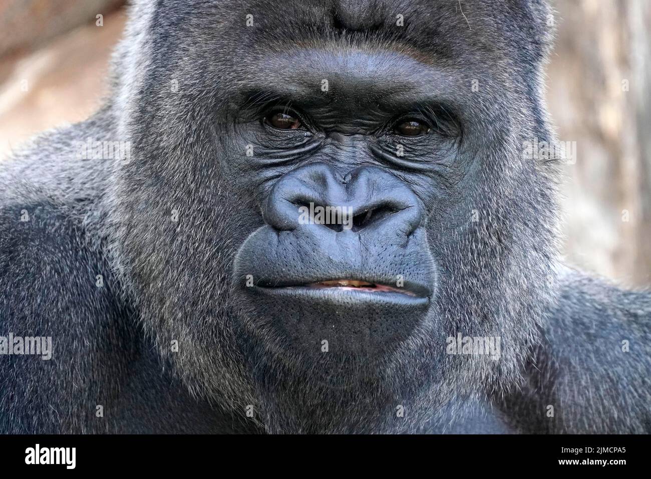 Western western gorilla (Gorilla gorilla) silverback, animal portrait ...