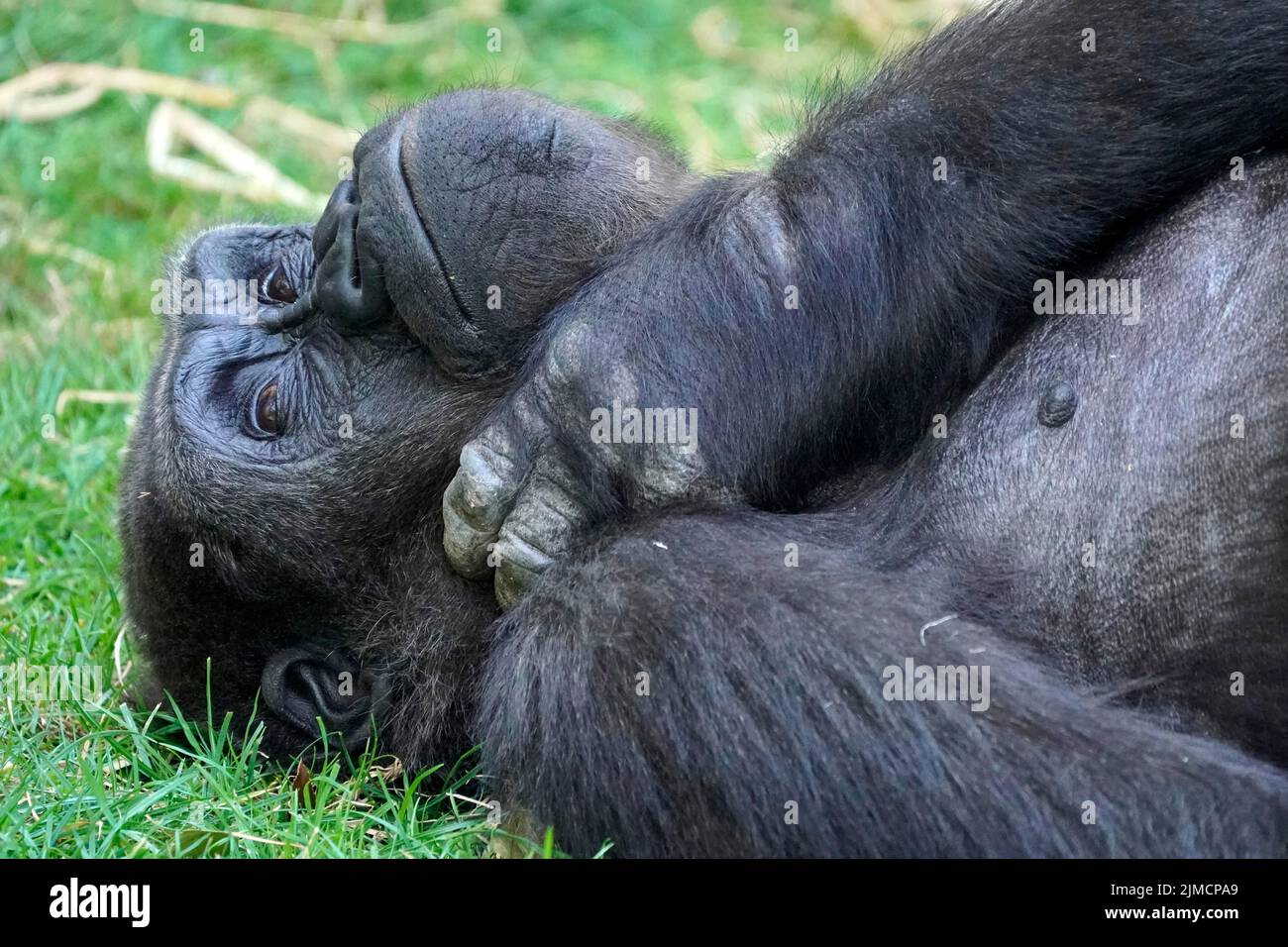 Western western gorilla (Gorilla gorilla) female, animal portrait ...