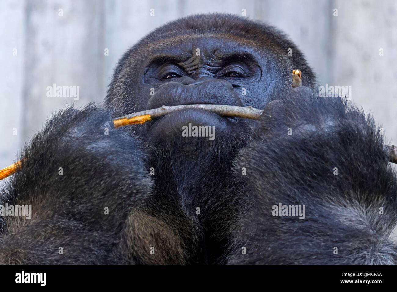 Western western gorilla (Gorilla gorilla) silverback, animal portrait ...