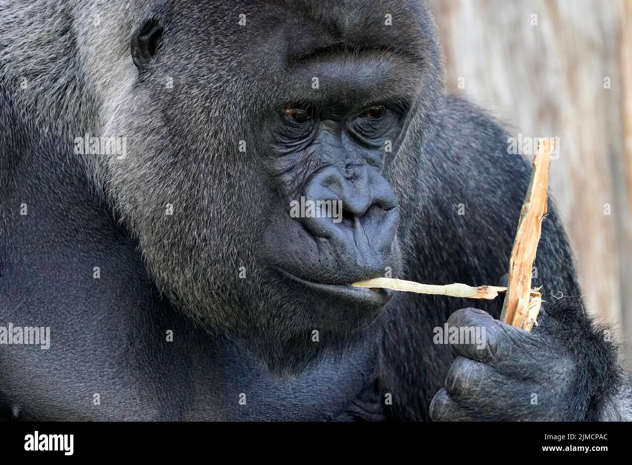 Western western gorilla (Gorilla gorilla) silverback, animal portrait ...