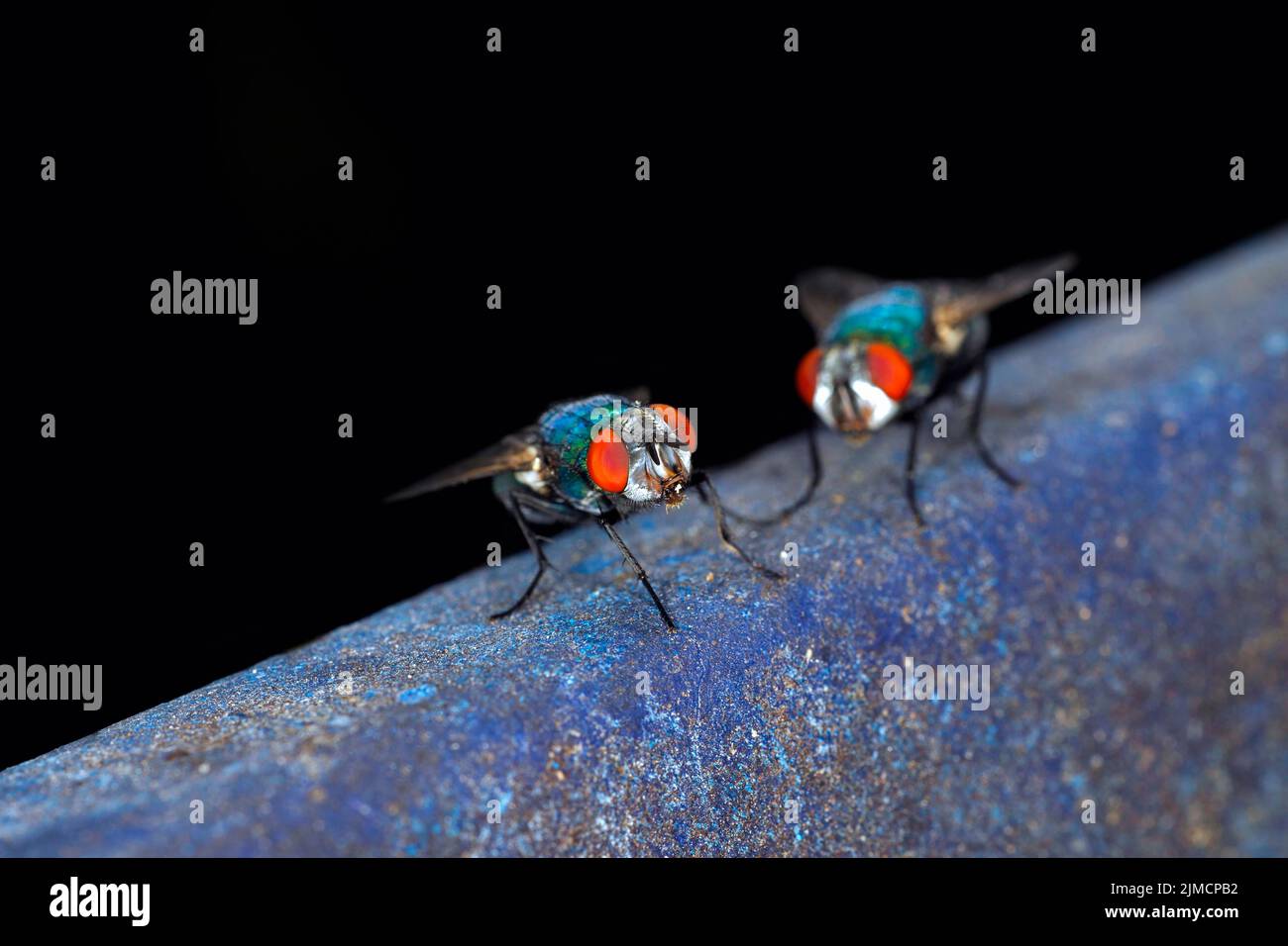 Close-up of two house flies (Musca domestica), Berlin, Germany Stock ...