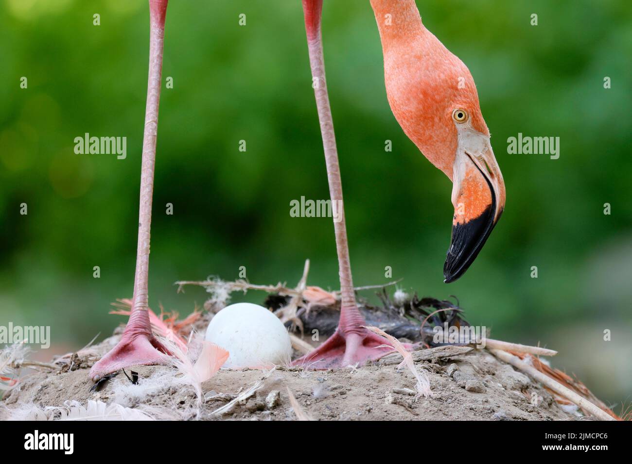 American flamingo (Phoenicopterus ruber) on its nest with an egg ...