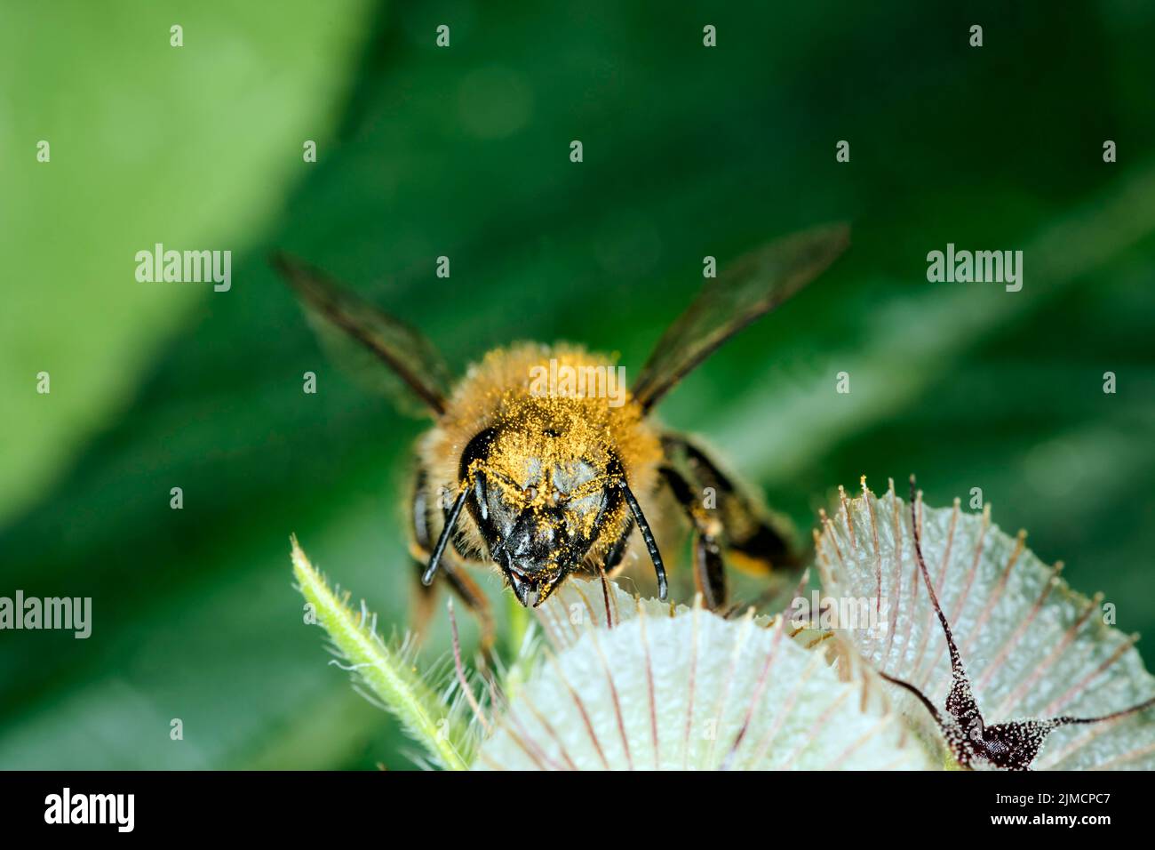 A honey bee (Apis mellifera) full of flower pollen, sitting on a star ...