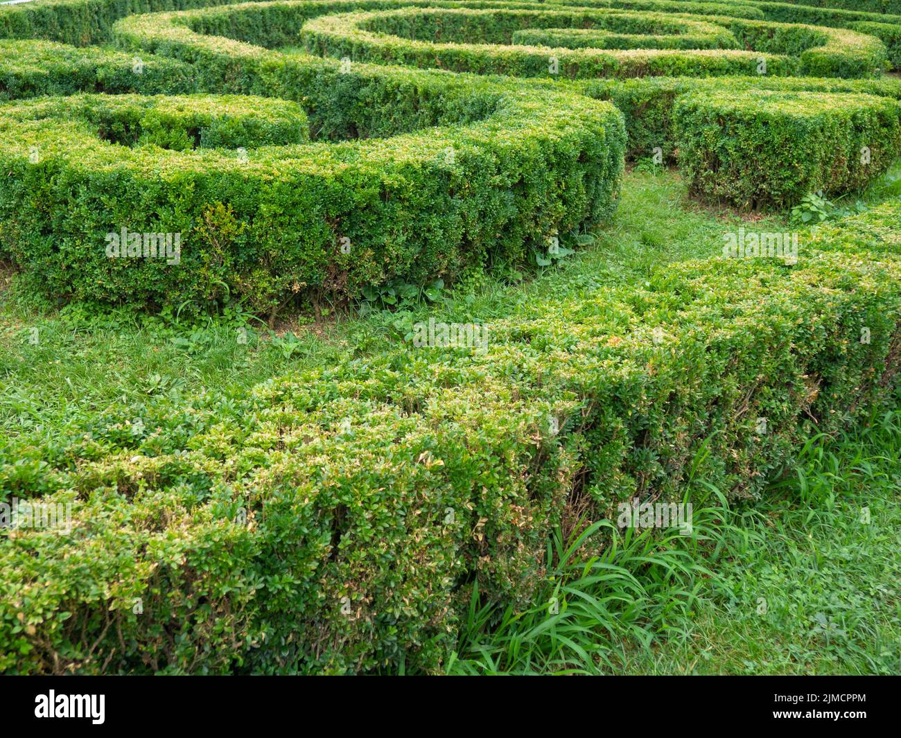 Bush maze. Decoration in the park. Entertainment for children. trimmed ...