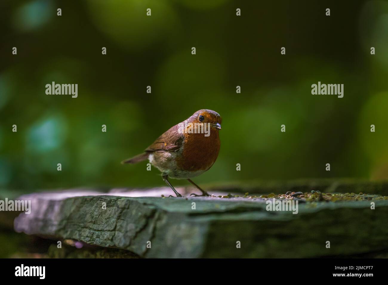 Robin wood hi-res stock photography and images - Alamy