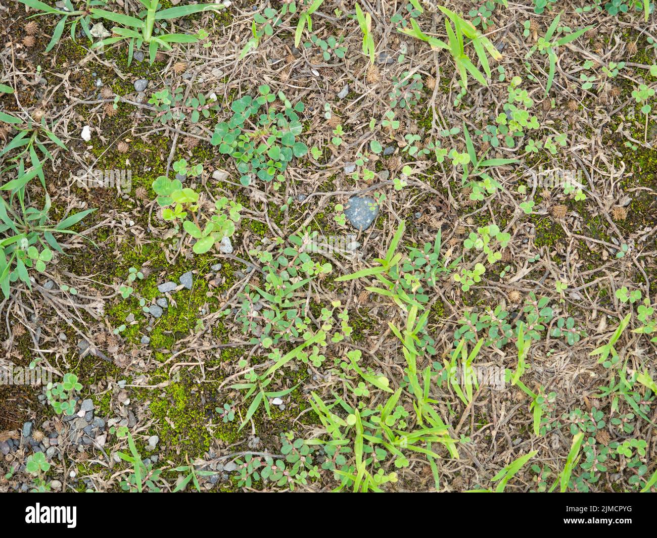 Background from earth, stones and moss. Ground under your feet. Pattern ...