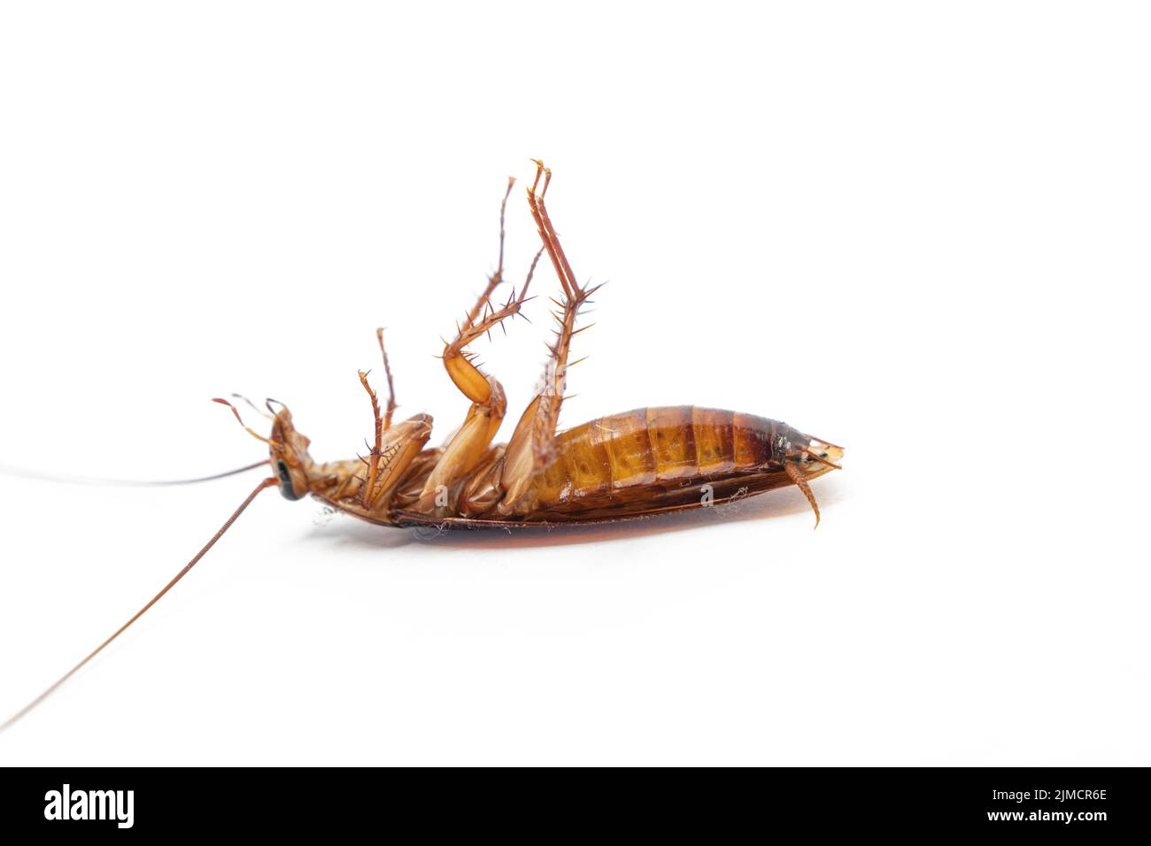 Dead cockroach on white background, Concept the problem in the house ...