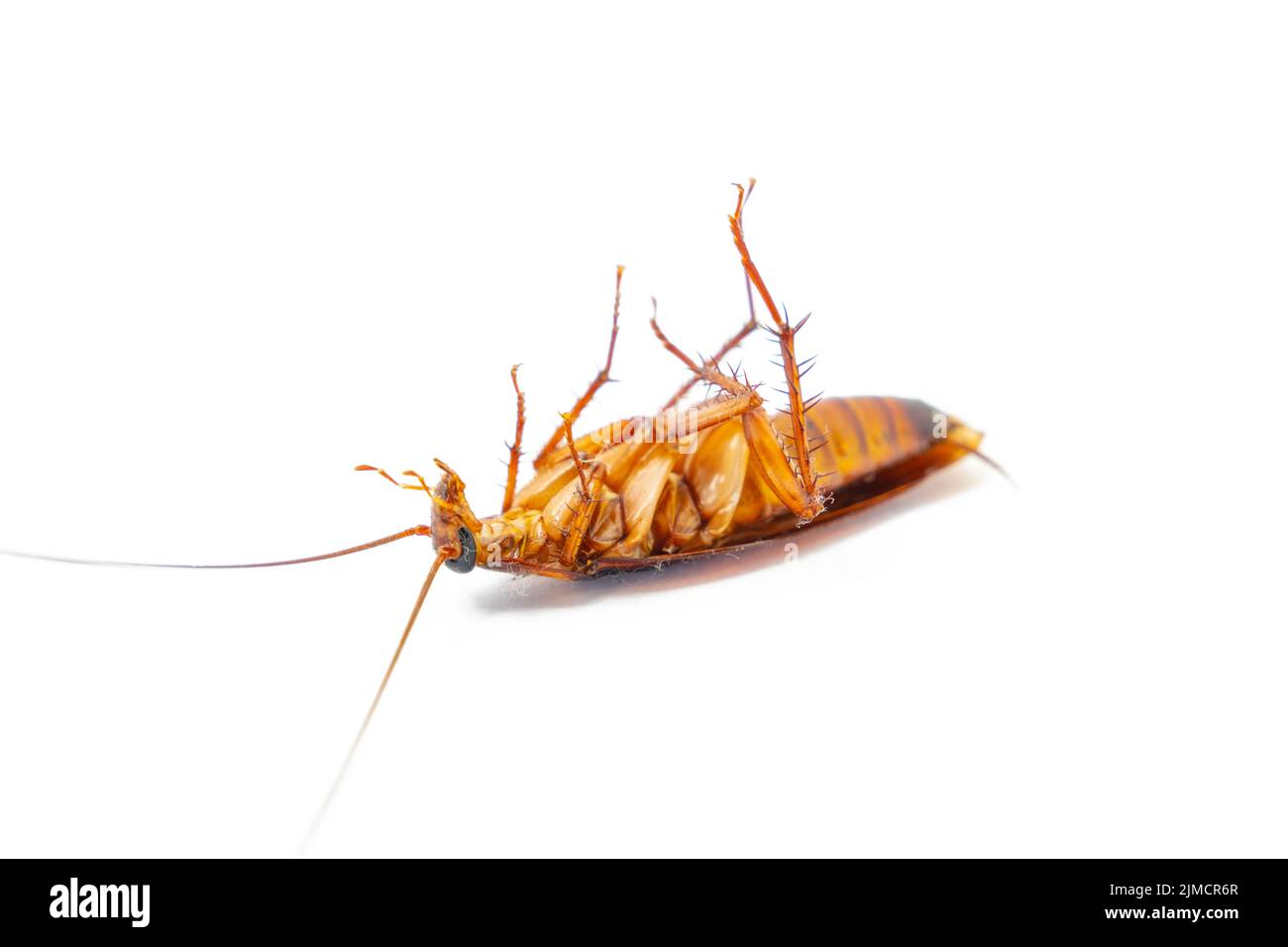 Dead cockroach on white background, Concept the problem in the house ...