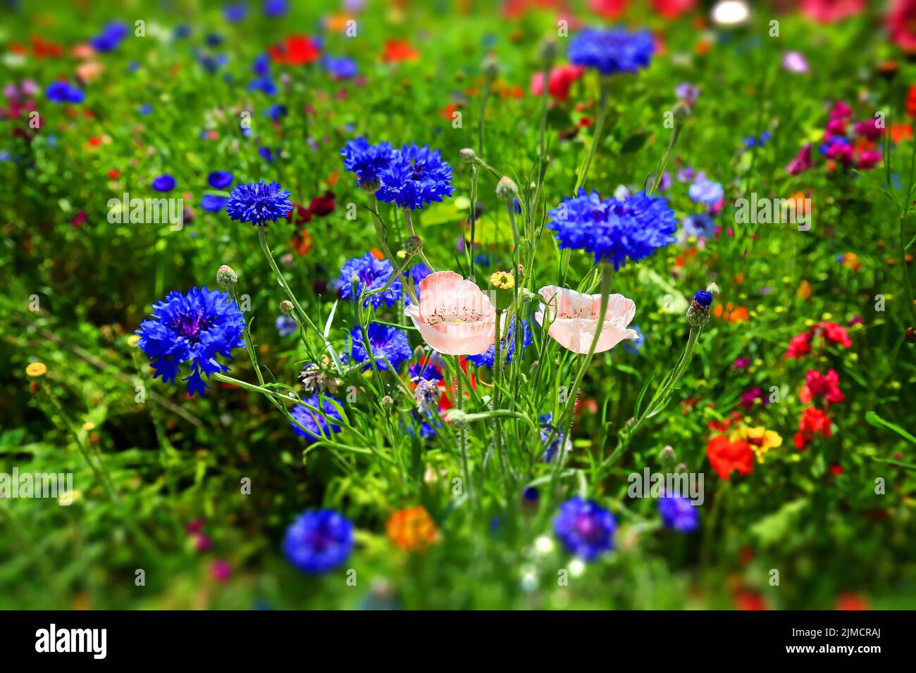 Colourful flower meadow with various wild flowers with tilt-shift effect Stock Photo - Alamy