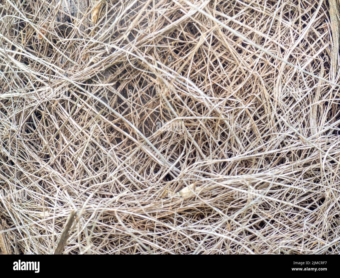 Shaggy trunk of a palm tree from a close distance. Brown background ...