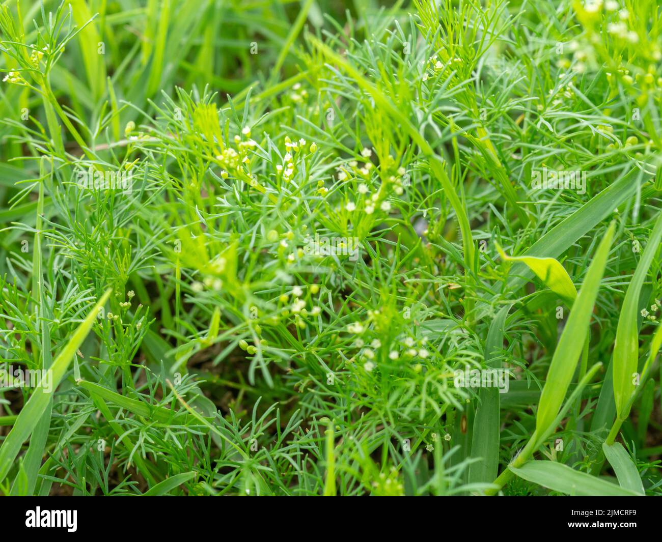 Grass up close hi-res stock photography and images - Alamy