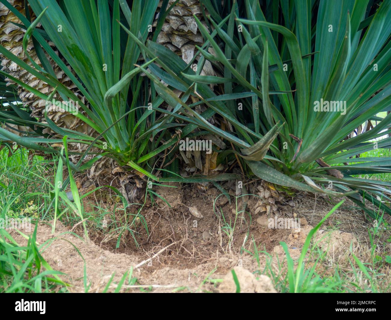 The base of a palm tree trunk. Plants in the south. Palm tree planting ...
