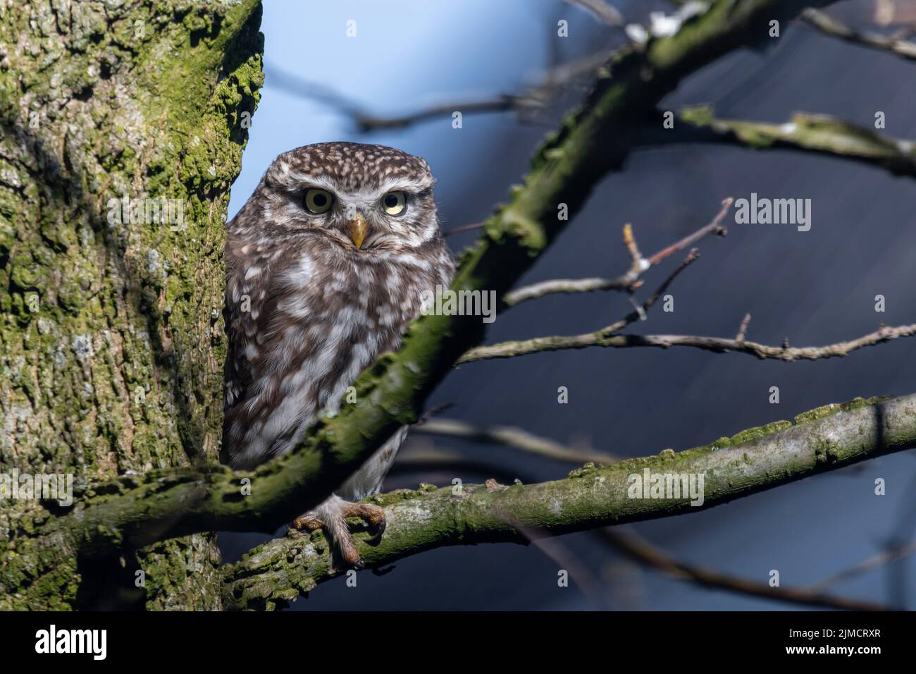 Little owl in a garden tree in the early spring Stock Photo - Alamy