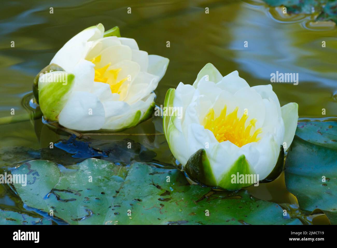 Constance lily hi-res stock photography and images - Alamy