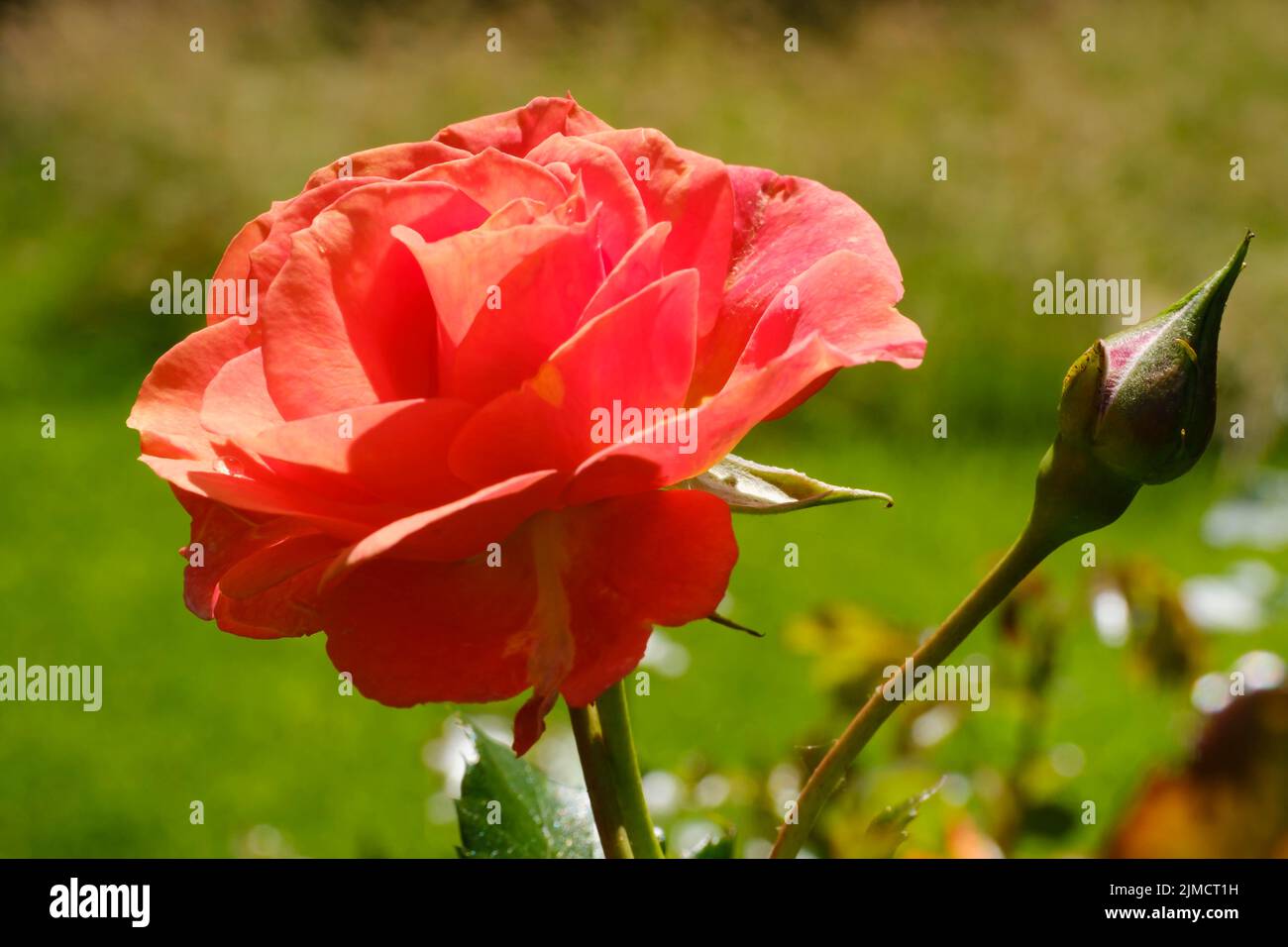 Rosa lambada hi-res stock photography and images - Alamy
