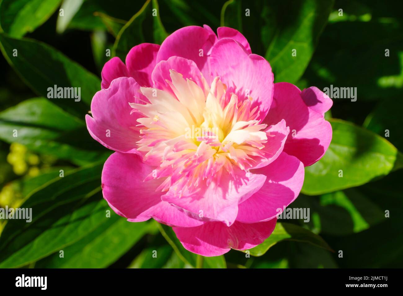 Flower of the peony (Paeonia), Mainau Island, Lake Constance, Baden ...