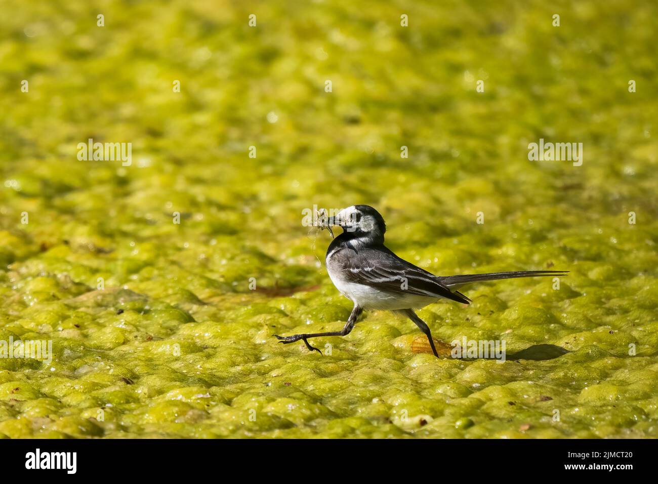 White wagtail (Motacilla alba), with prey insects in its beak, walking ...