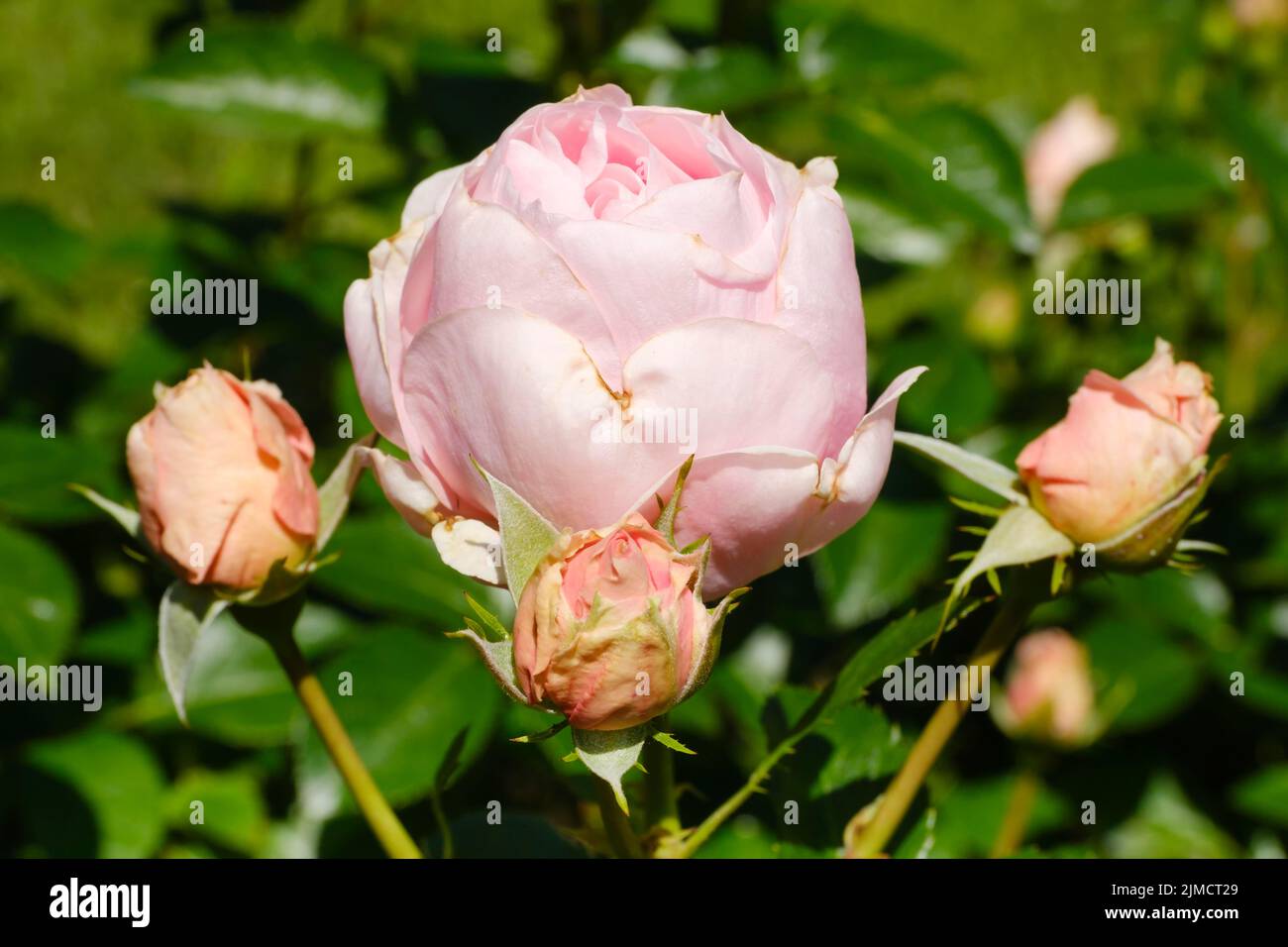 Shrub rose (Rosa), Poetry, Mainau Island, Baden-Wuerttemberg, Germany ...