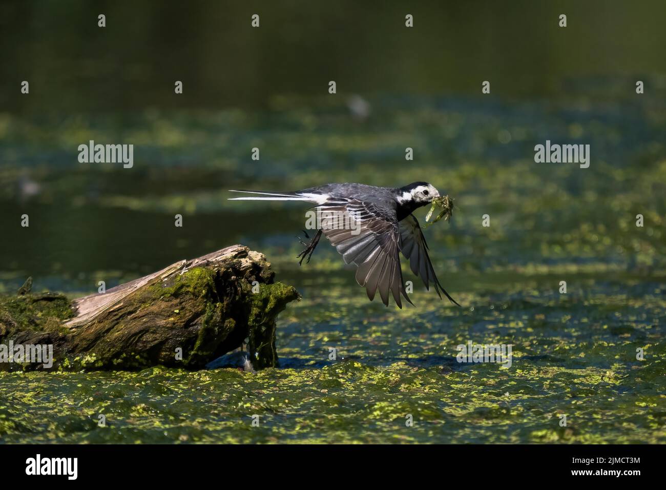 White wagtail (Motacilla alba), flying from deadwood, with prey insects ...