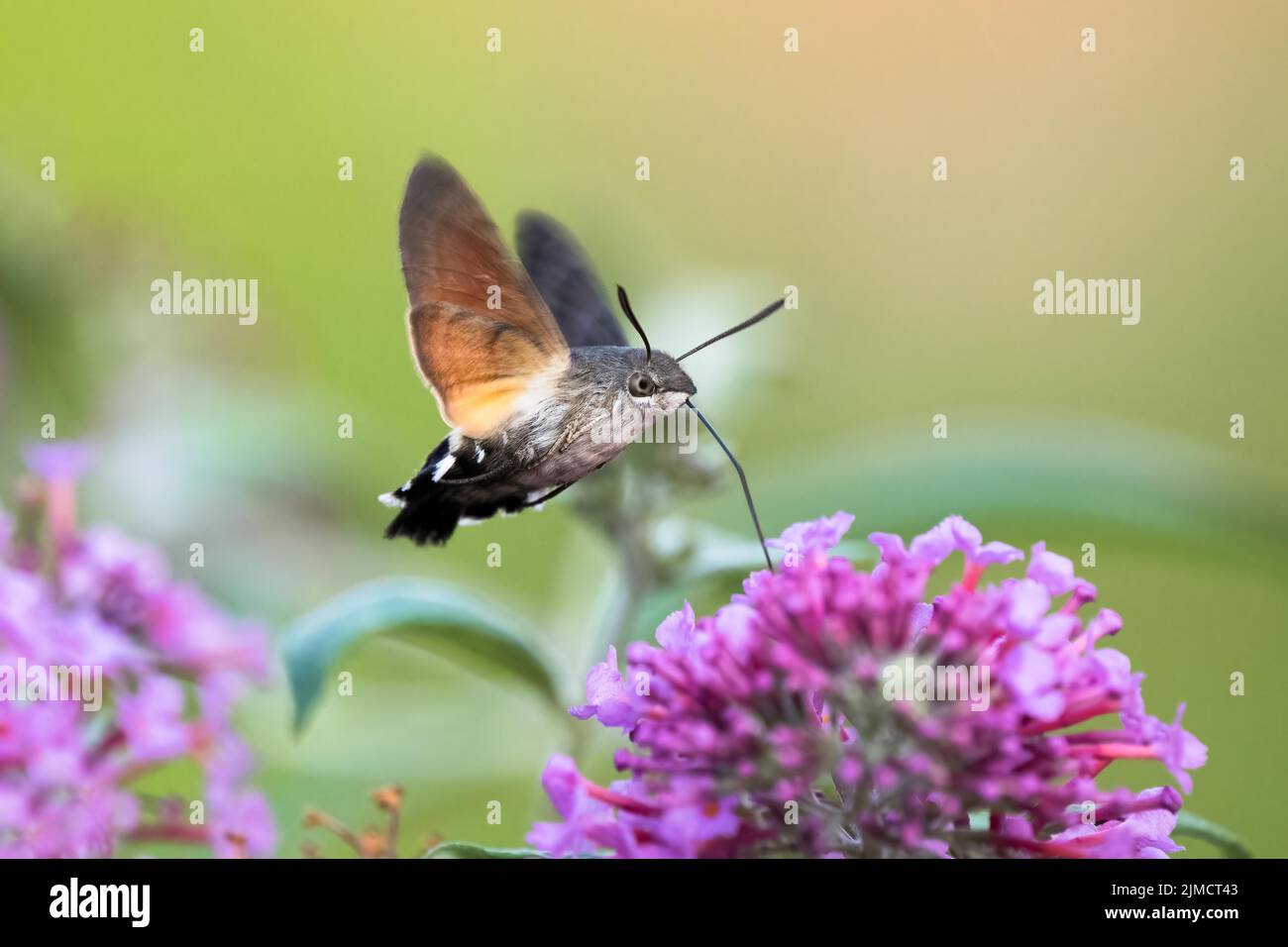Hummingbird hawk-moth ( Macroglossum stellatarum) flying, collecting ...