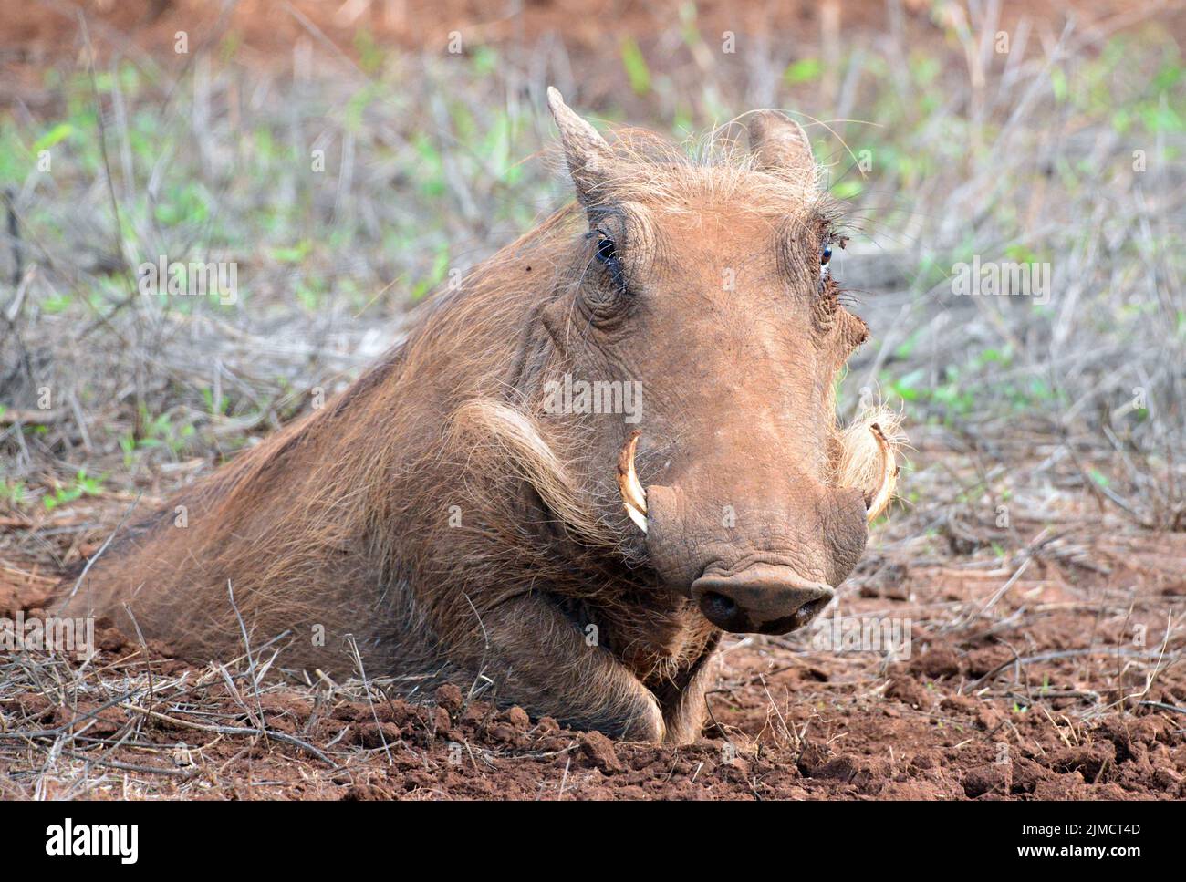 Warthog Hlane Royal National Park, Swaziland Stock Photo - Alamy
