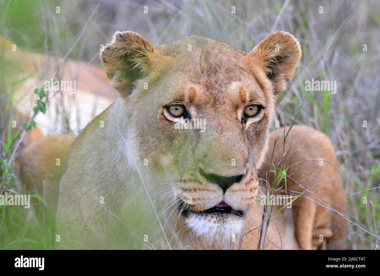 Young lioness, Hlane Royal National Park, Swaziland Stock Photo - Alamy
